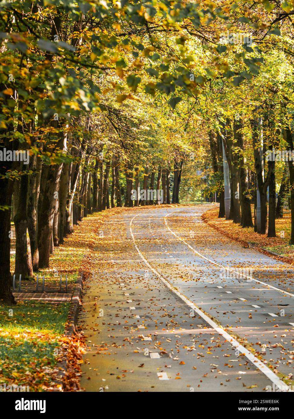 Empty autumn road with trees on the edges and white markings on the ...
