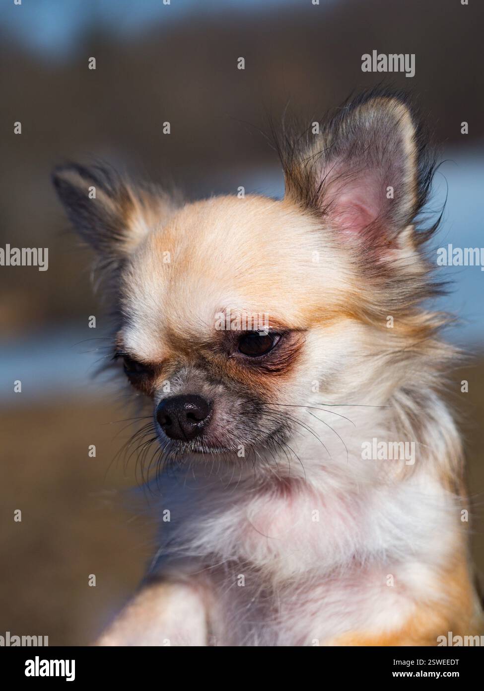 Long-haired color sable Chihuahua dog posing outdoors Stock Photo - Alamy