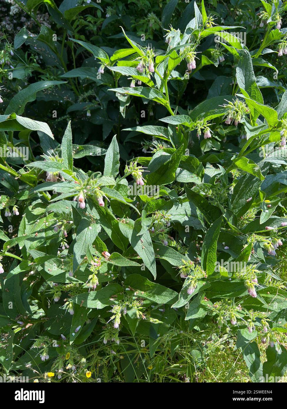 common comfrey (Symphytum officinale), Plantae, Mapleleaf Close ...