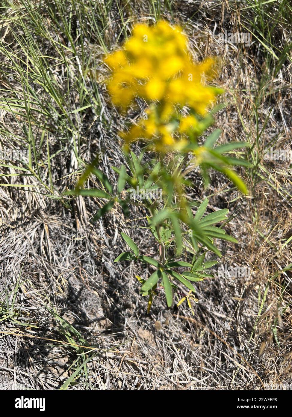 yellow beeplant (Cleomella lutea), Plantae, Quincy, WA, US, Leaf photos didn't focus right Stock ...