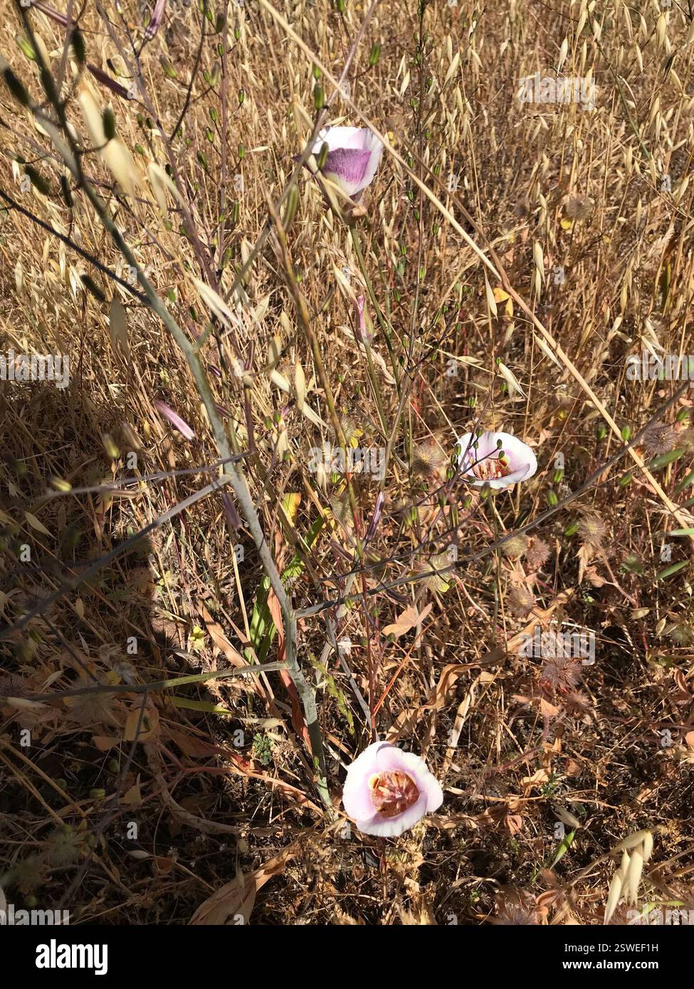 clay mariposa lily (Calochortus argillosus), Plantae, Coyote Lake ...