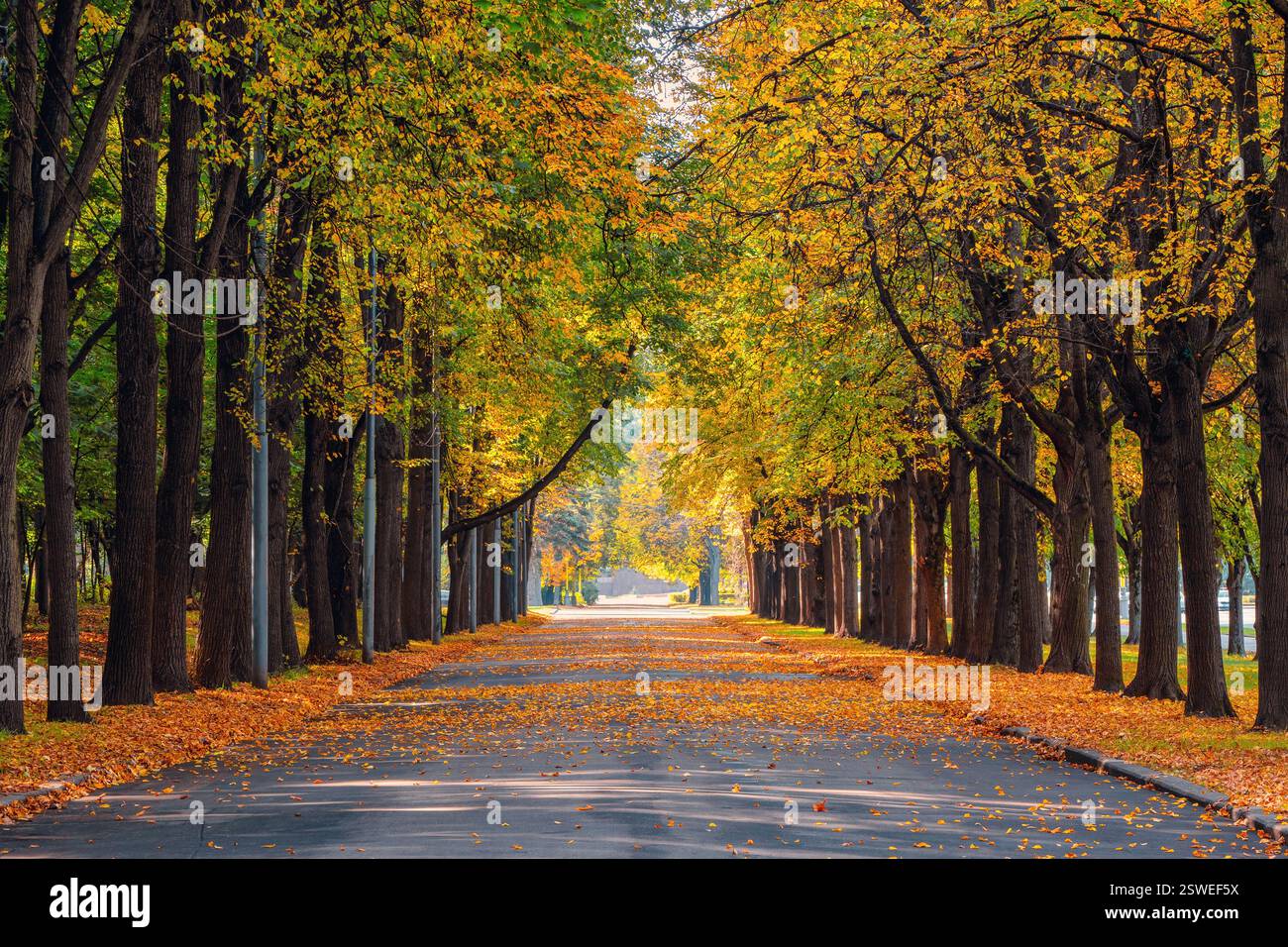 Empty autumn road with trees in a row on the edges Stock Photo - Alamy
