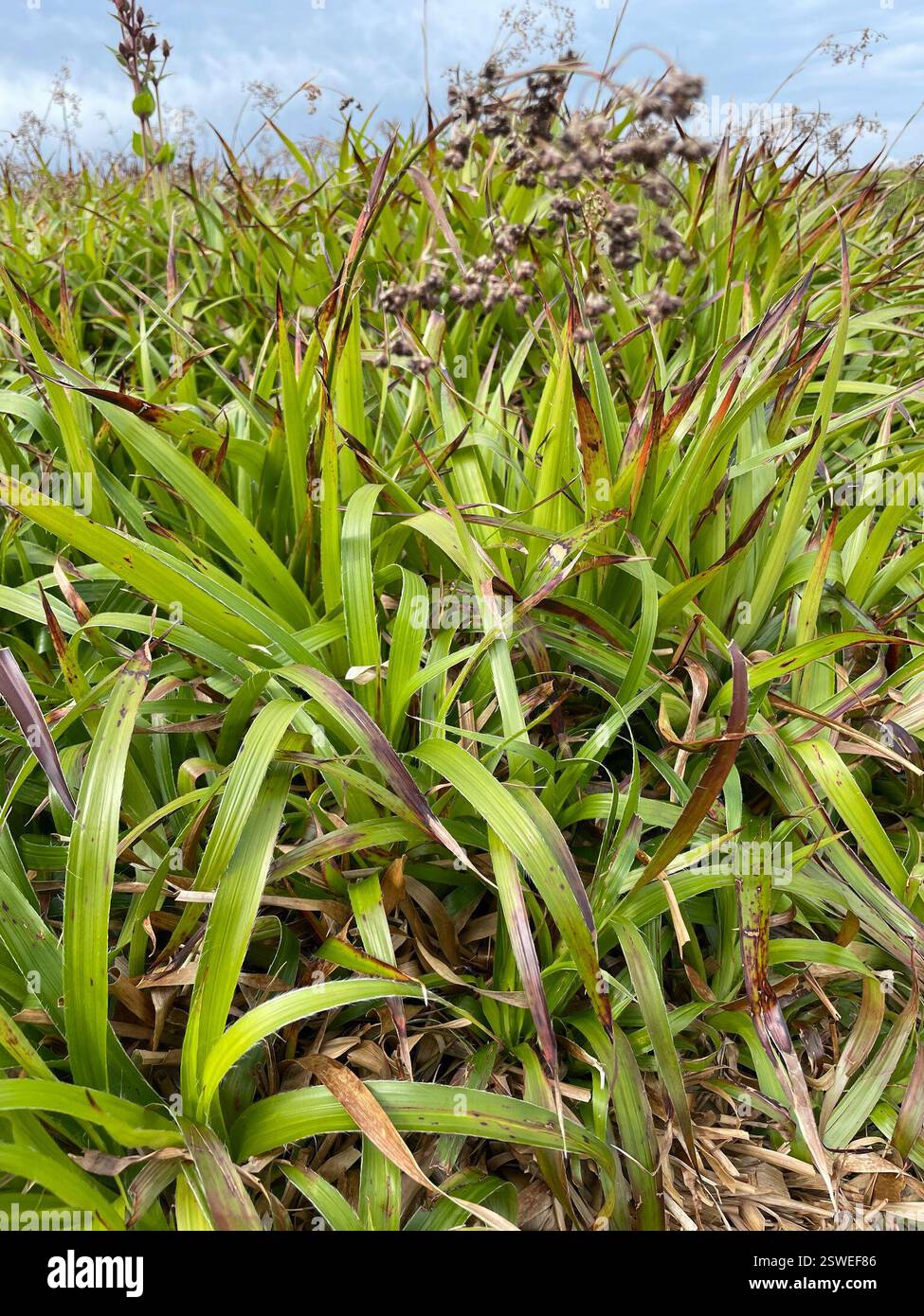 Great Woodrush (Luzula sylvatica), Plantae, Peterhead South and Cruden ...