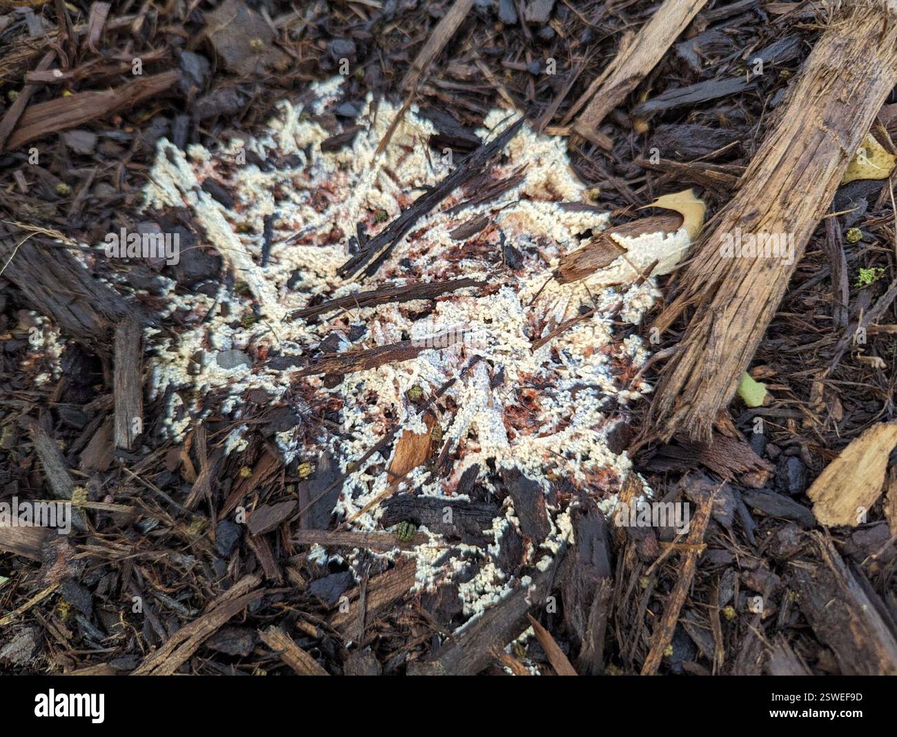 Dog Vomit Slime Mold (Fuligo septica), Protozoa, Rice Hall, Ithaca, NY ...