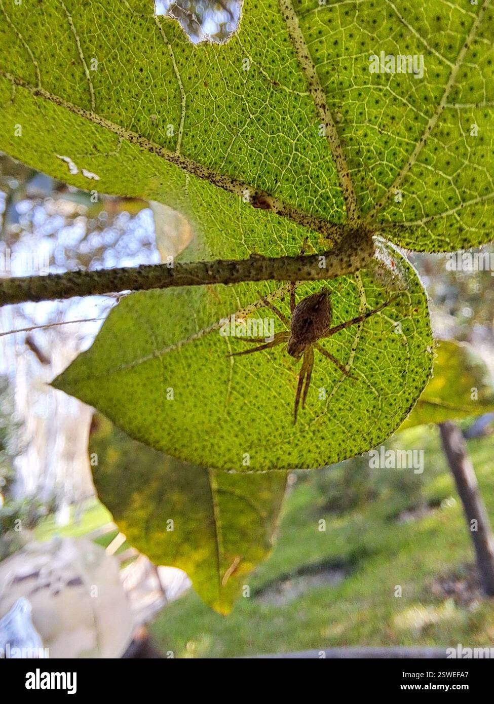 Ghost Spiders (Anyphaenidae), Arachnida, Parque de las Leyendas, San ...