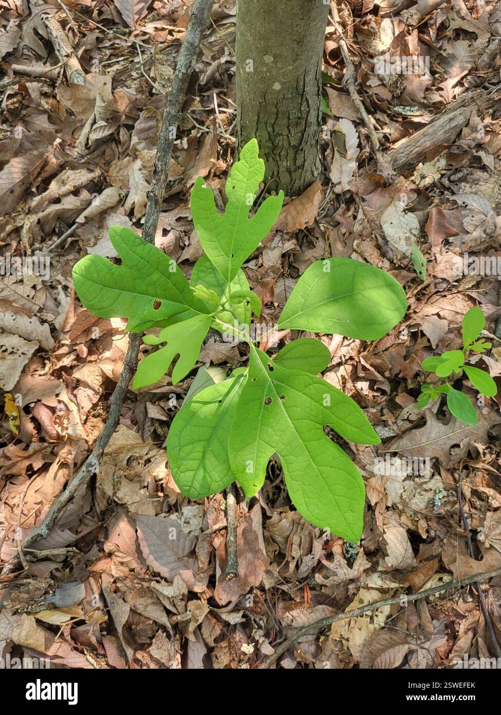 sassafras (Sassafras albidum), Plantae, Fox Chase, KY 40165, USA Stock ...