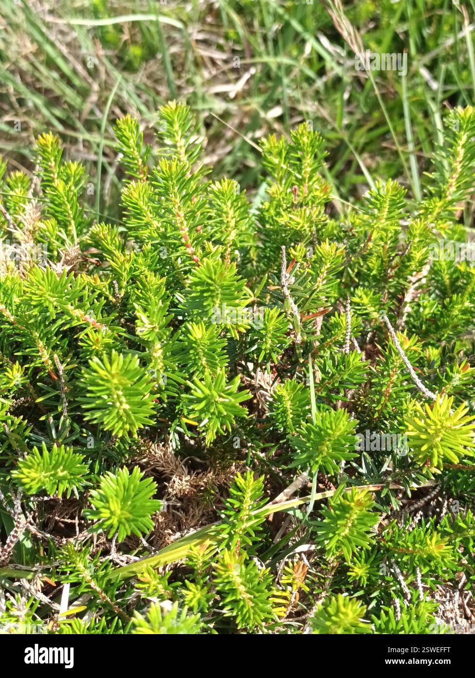Cornish Heath (Erica vagans), Plantae, Cornwall, UK Stock Photo - Alamy