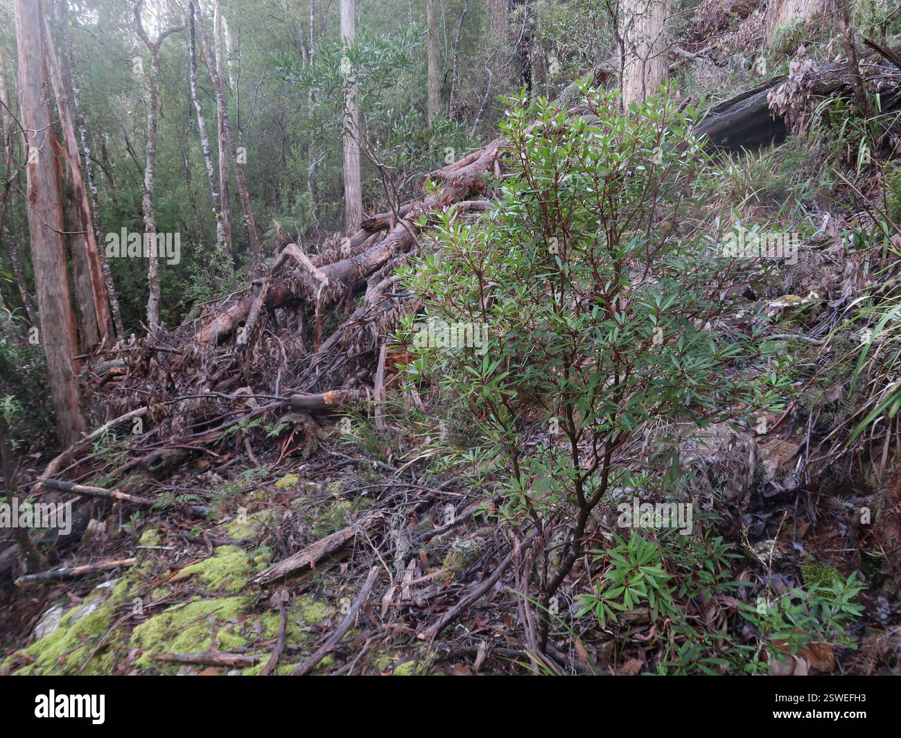 Mountain Pepper (Tasmannia lanceolata), Plantae, Cluan Tiers, Tasmania ...