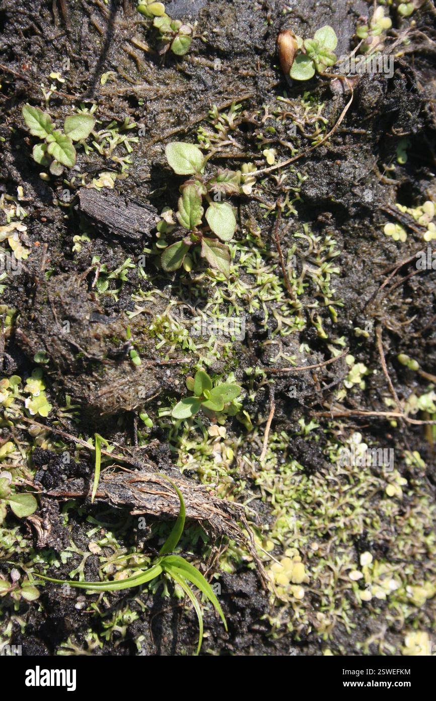 Floating Crystalwort (Riccia fluitans), Plantae, Wielki Kack, Gdynia ...