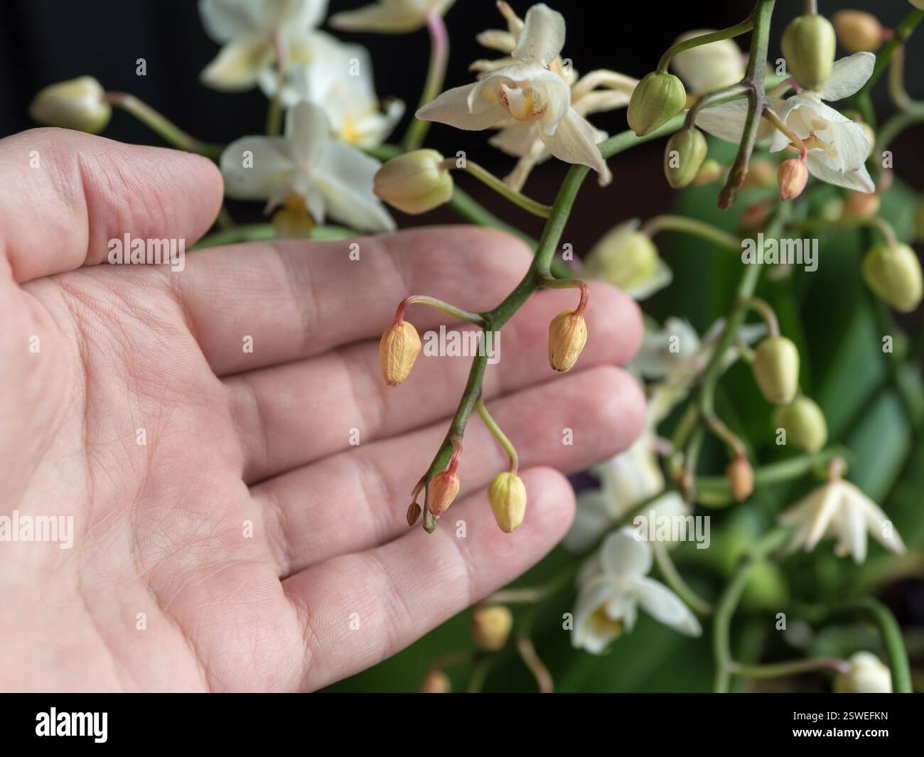 Disease of orchids. Drying and falling of young buds in the Orchid ...