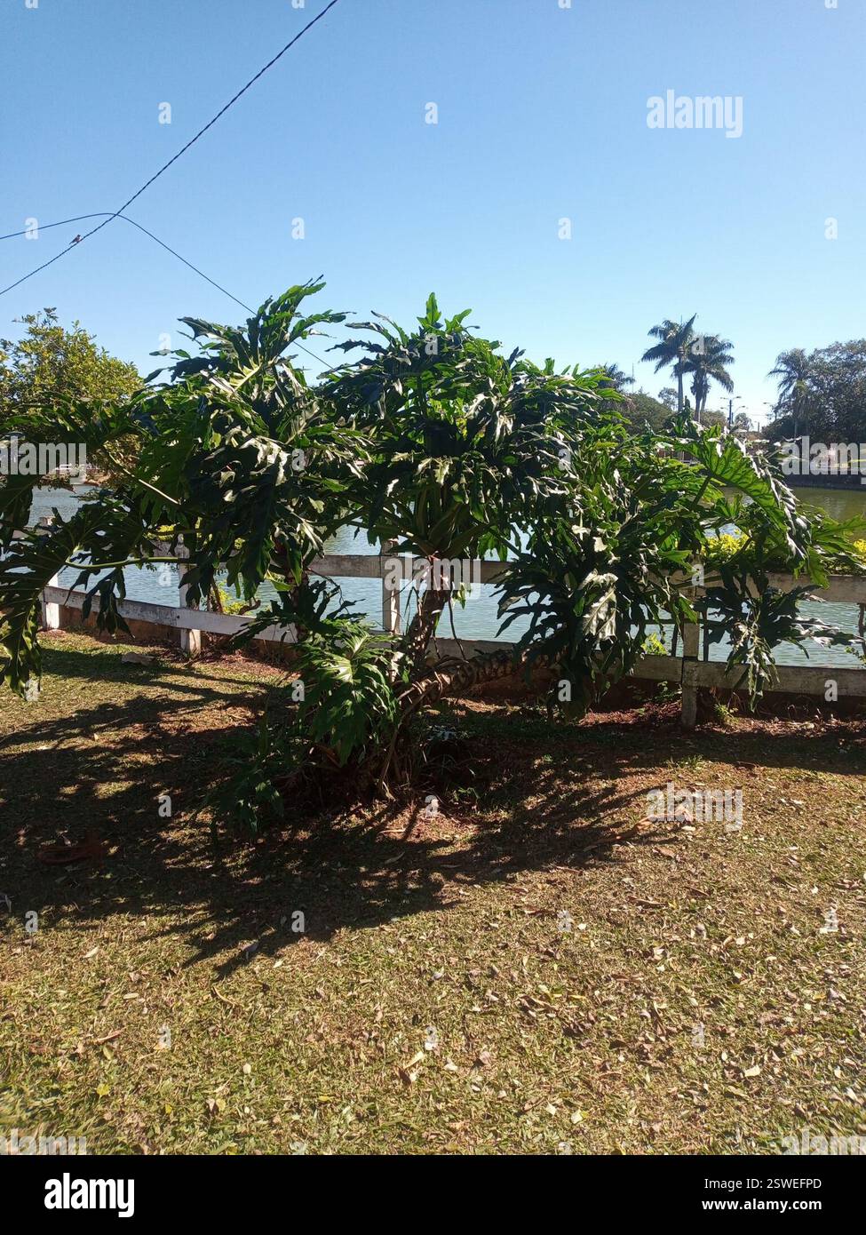 Tree Philodendron (Thaumatophyllum bipinnatifidum), Plantae, Mariscal ...