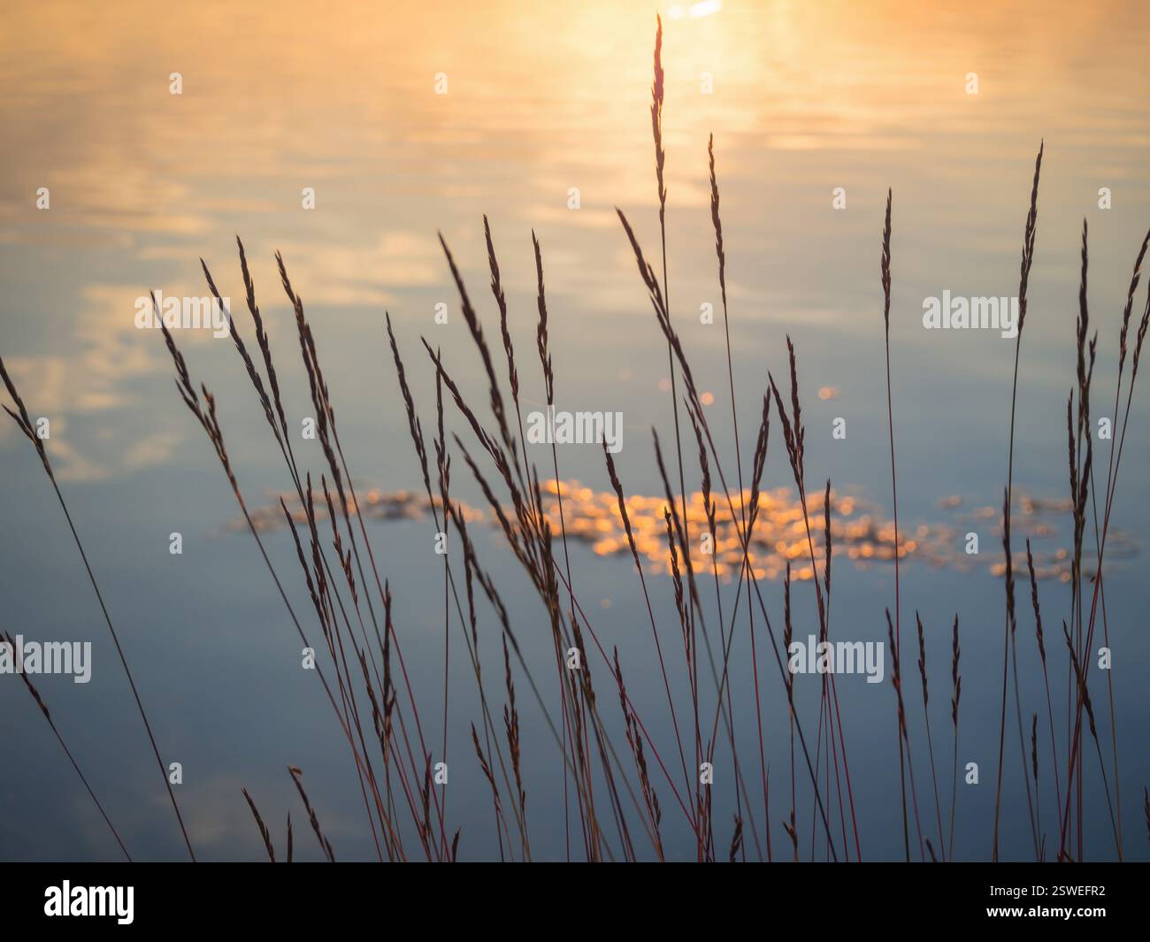 Marsh grass green abstract background Stock Photo - Alamy