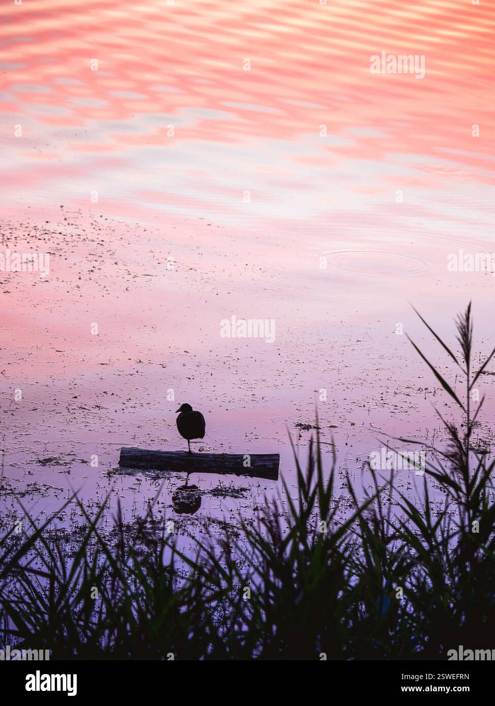 Lovely little birds standing on one leg. The lake bird rests standing ...