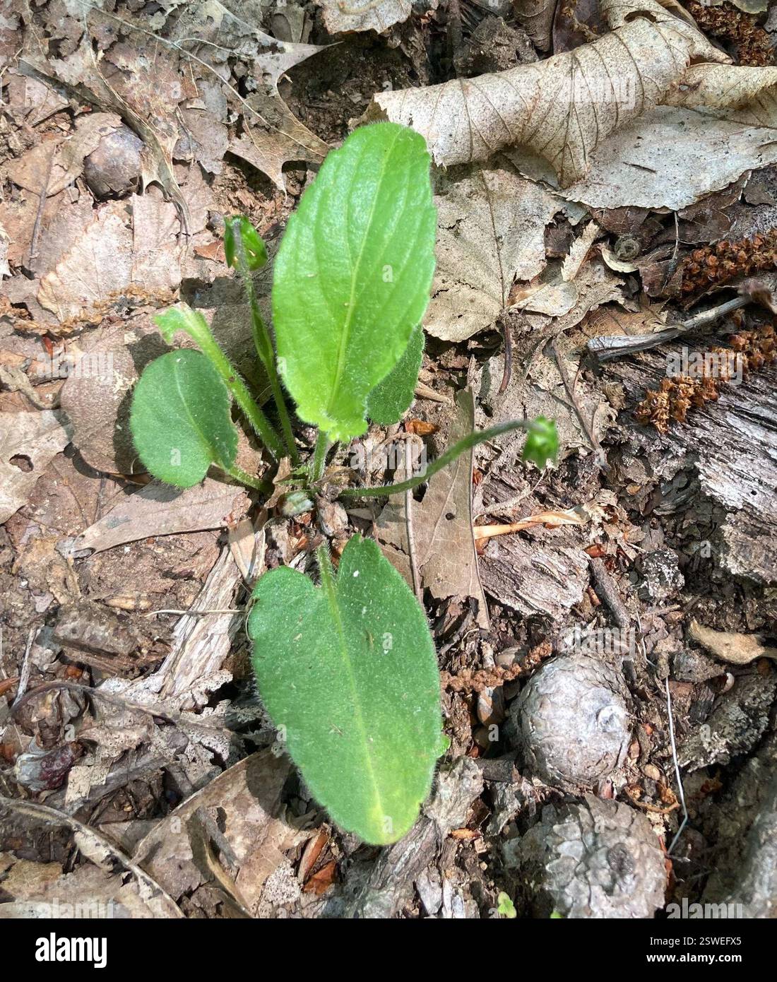 Arrowleaf Violet (Viola sagittata), Plantae, Selden Neck State Park ...