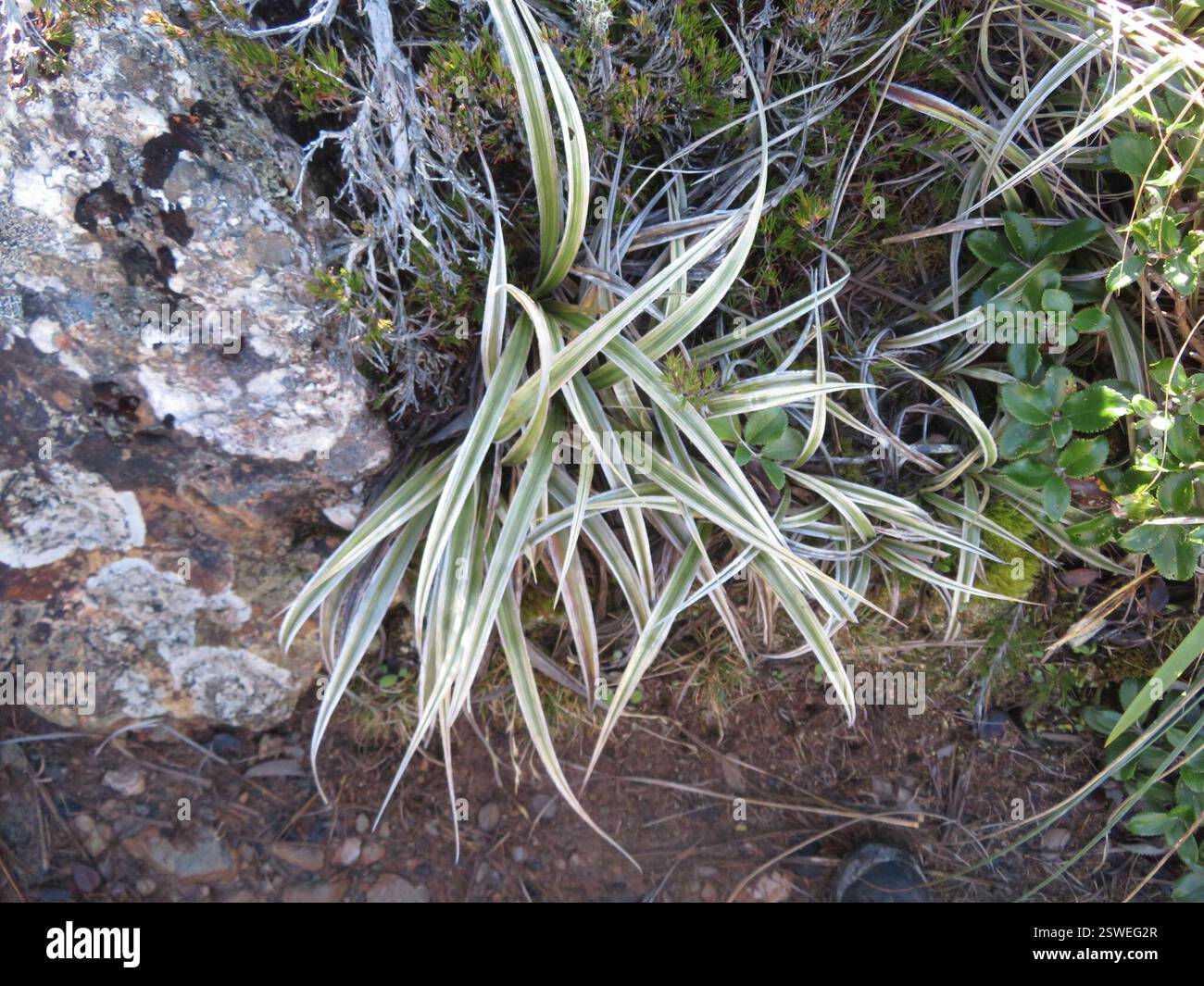Mountain Astelia (Astelia nervosa), Plantae, Tararua Range Stock Photo ...