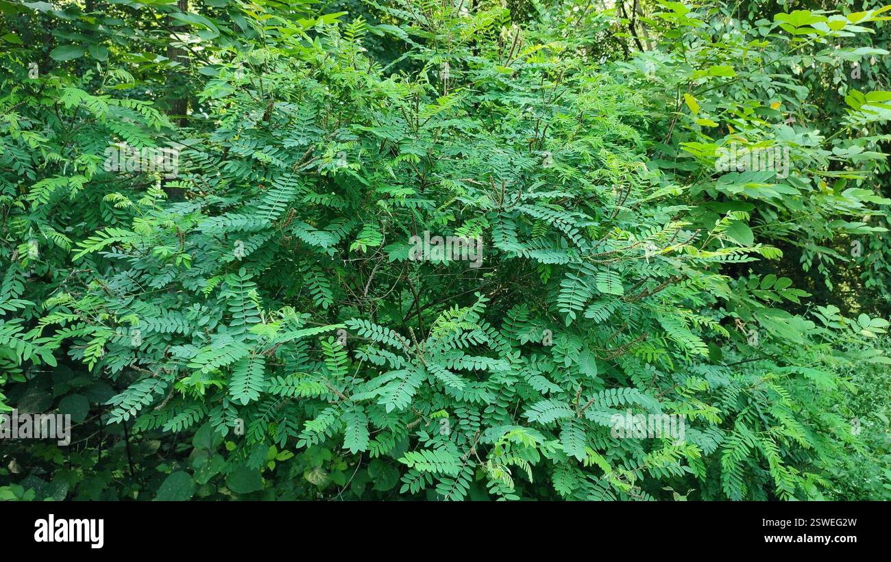 false indigo bush (Amorpha fruticosa), Plantae, 43055 Mezzano Inferiore ...