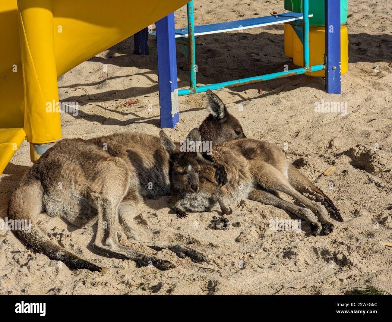 Western Grey Kangaroo (Macropus fuliginosus), Mammalia, Western ...