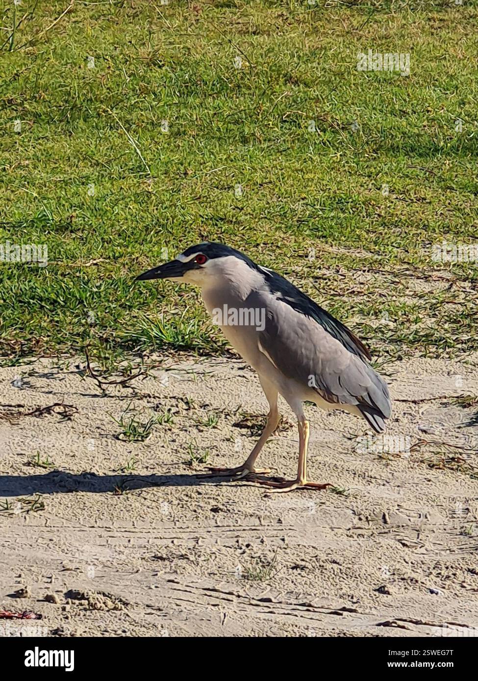Black-crowned Night Heron (Nycticorax nycticorax), Aves, Rodovia ...