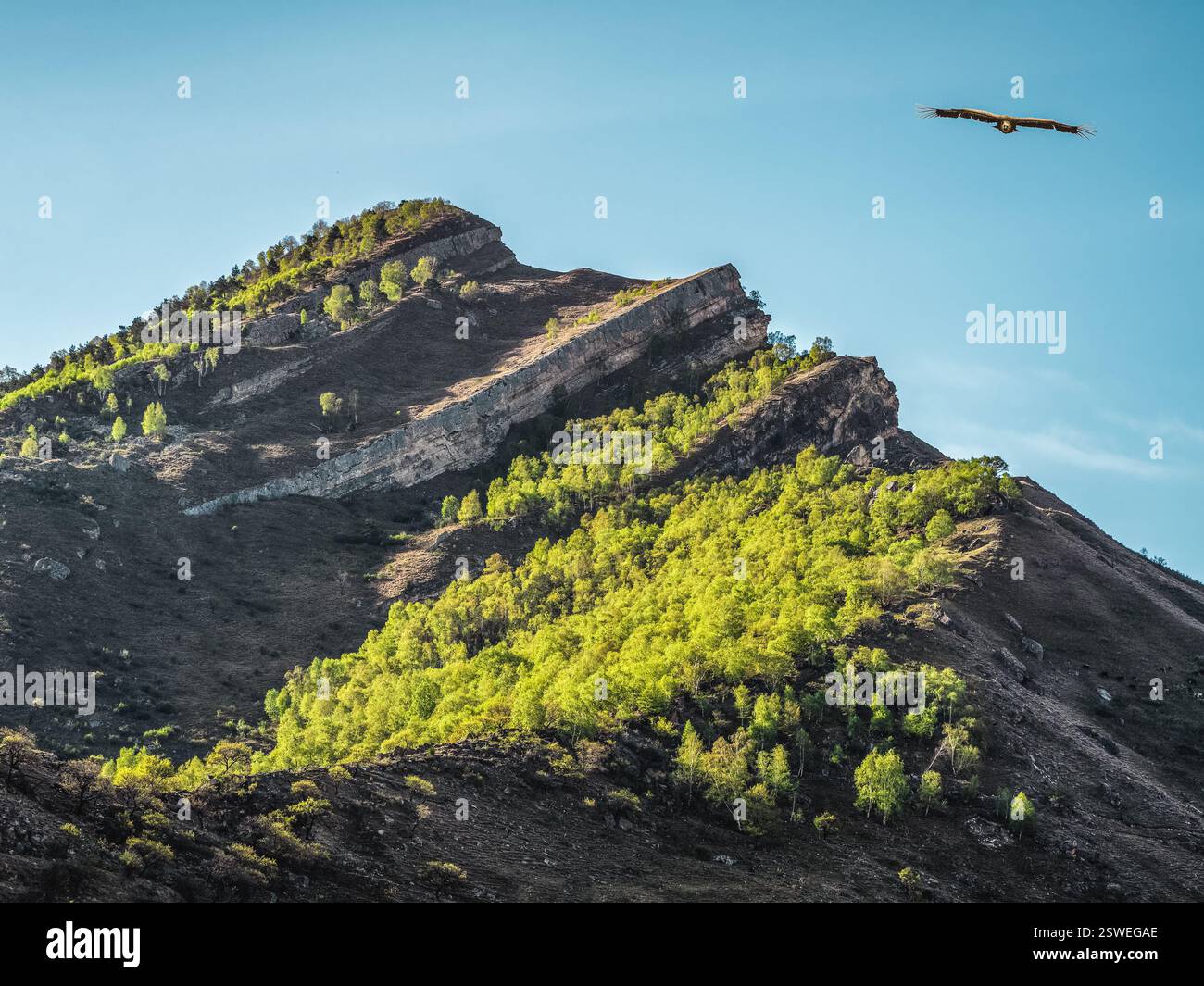 Sharp mountain peaks covered with green forest against the blue sky ...