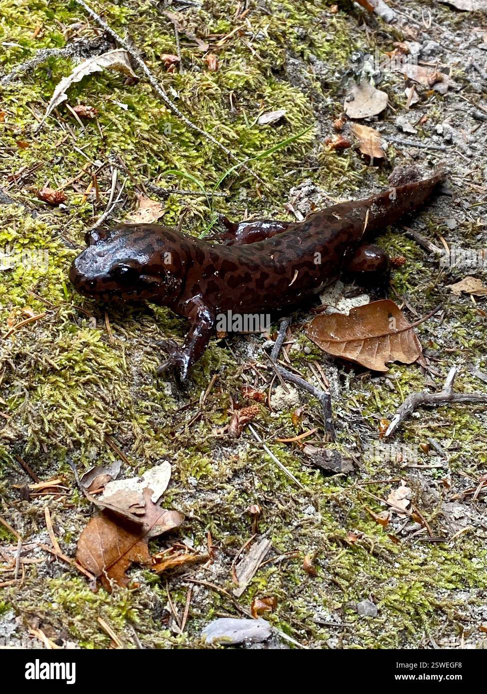California Giant Salamander (Dicamptodon ensatus), Amphibia, Santa Cruz ...