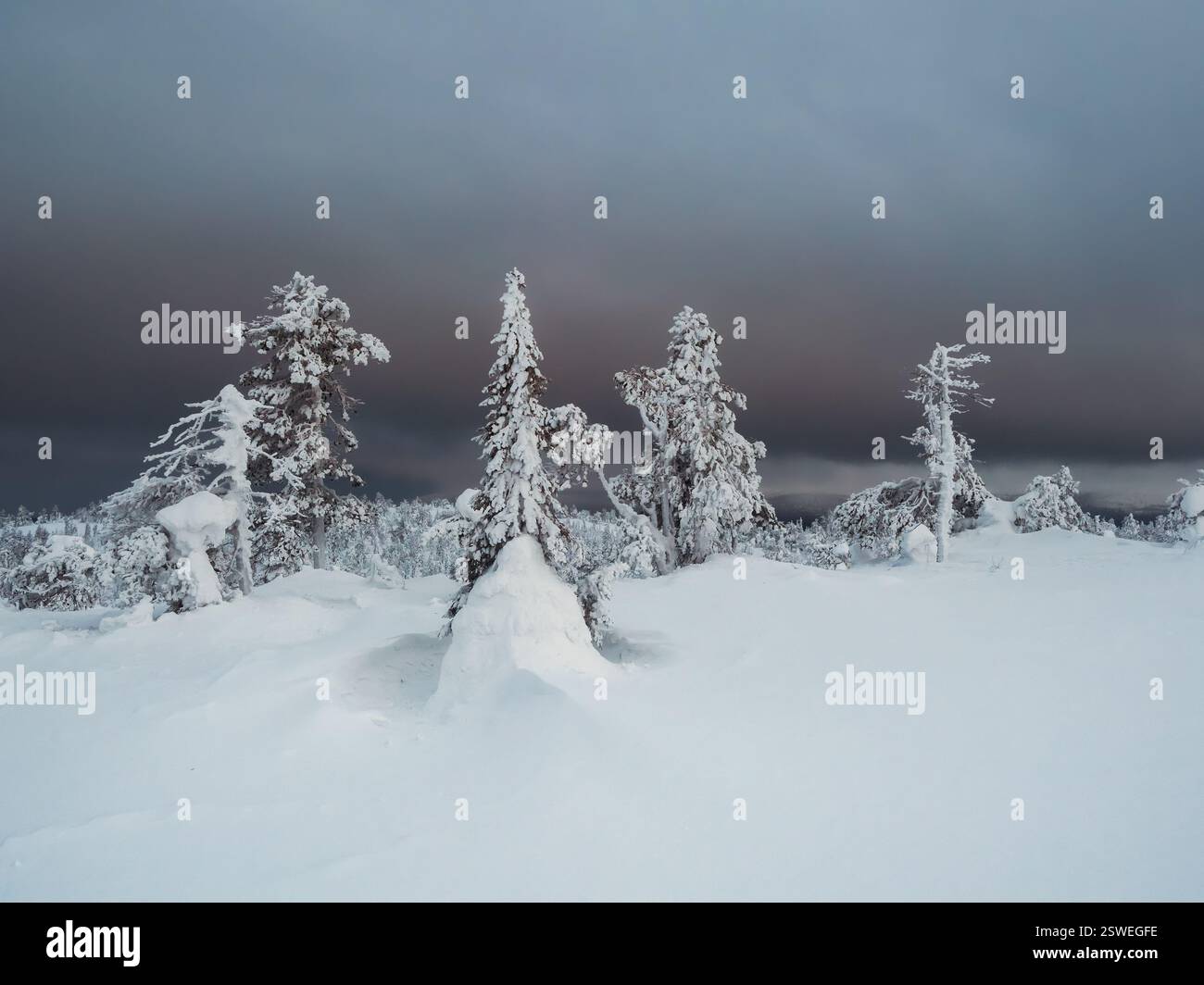 Dark forest. Twilight gloomy winter forest. Abstract dark, cold street ...