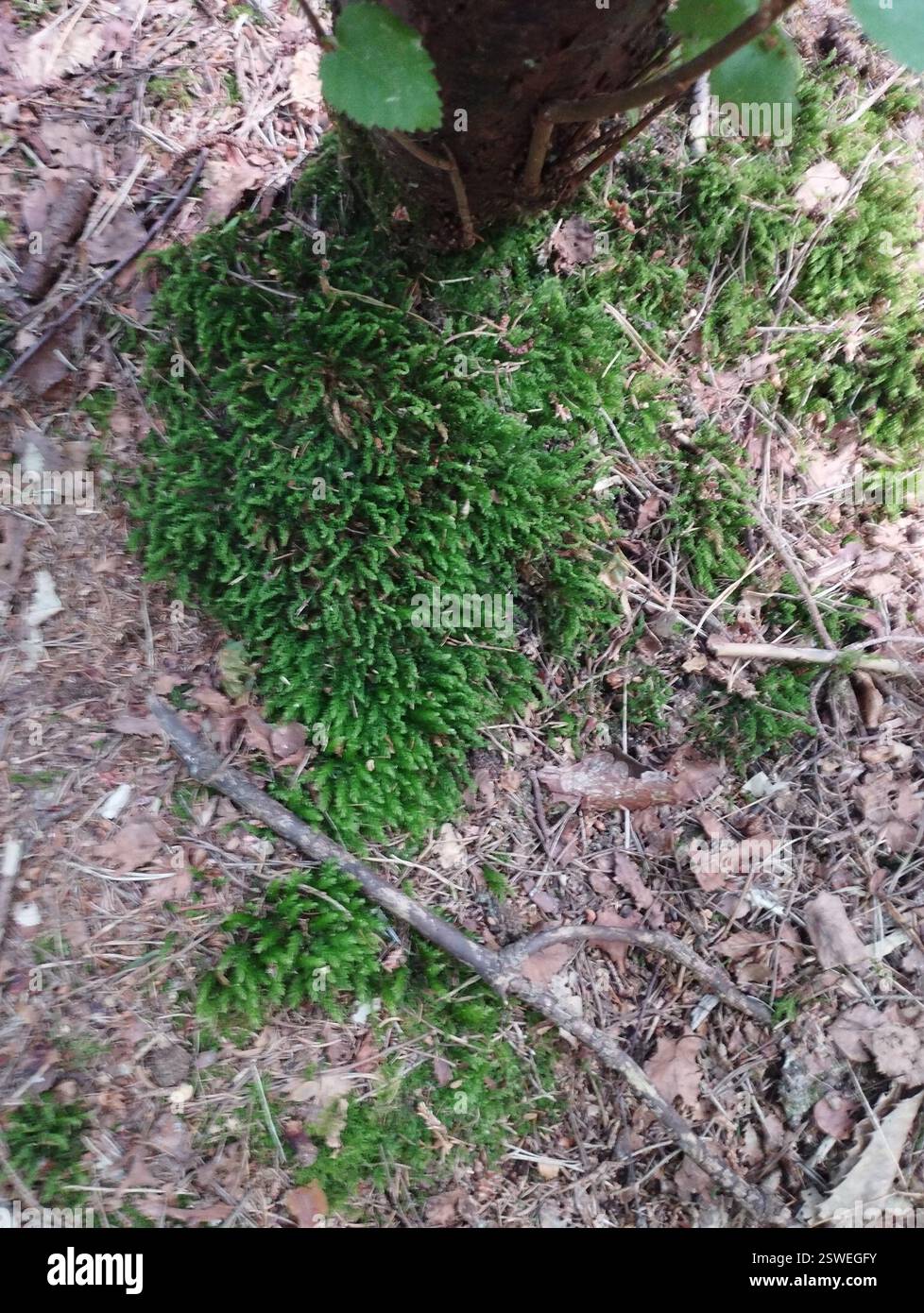 mosses (Bryophyta), Plantae, West End, Southampton SO30 3AZ, UK, Moss ...