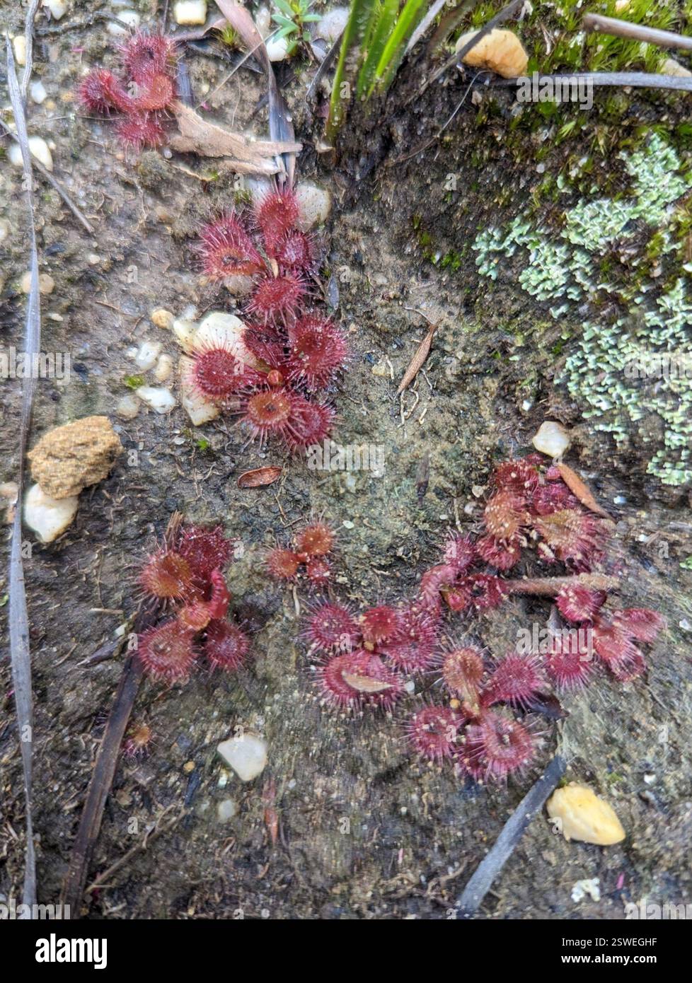 Scented Sundew (Drosera aberrans), Plantae, Bells Beach VIC 3228 ...