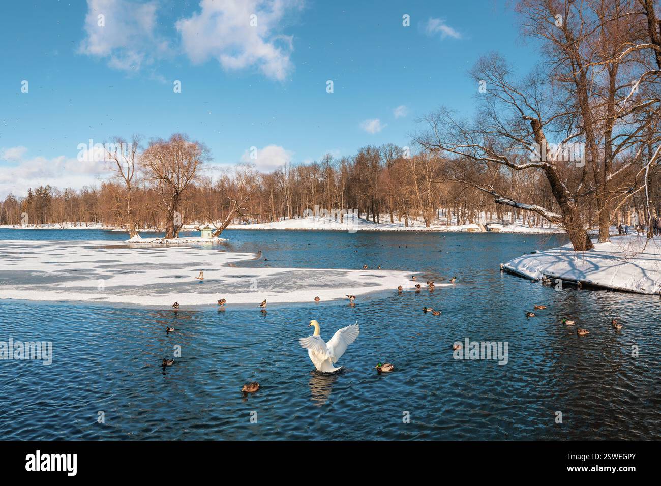 Swan in spring beautiful waterfowl hi-res stock photography and images ...