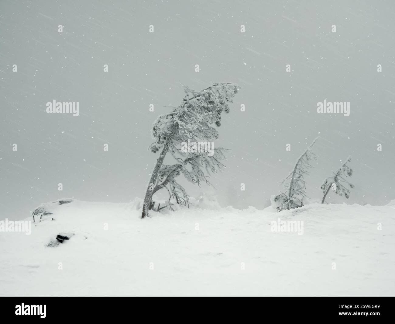 Magical bizarre silhouettes of trees are plastered with snow. Arctic ...