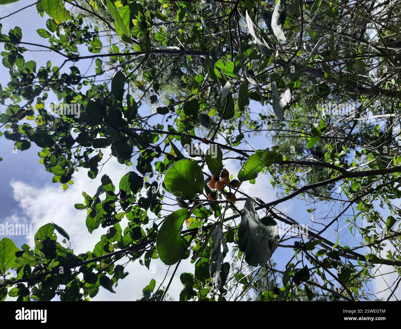 Sandpaper Saucerberry (Cordia monoica), Plantae, Maharajkadai R.F ...
