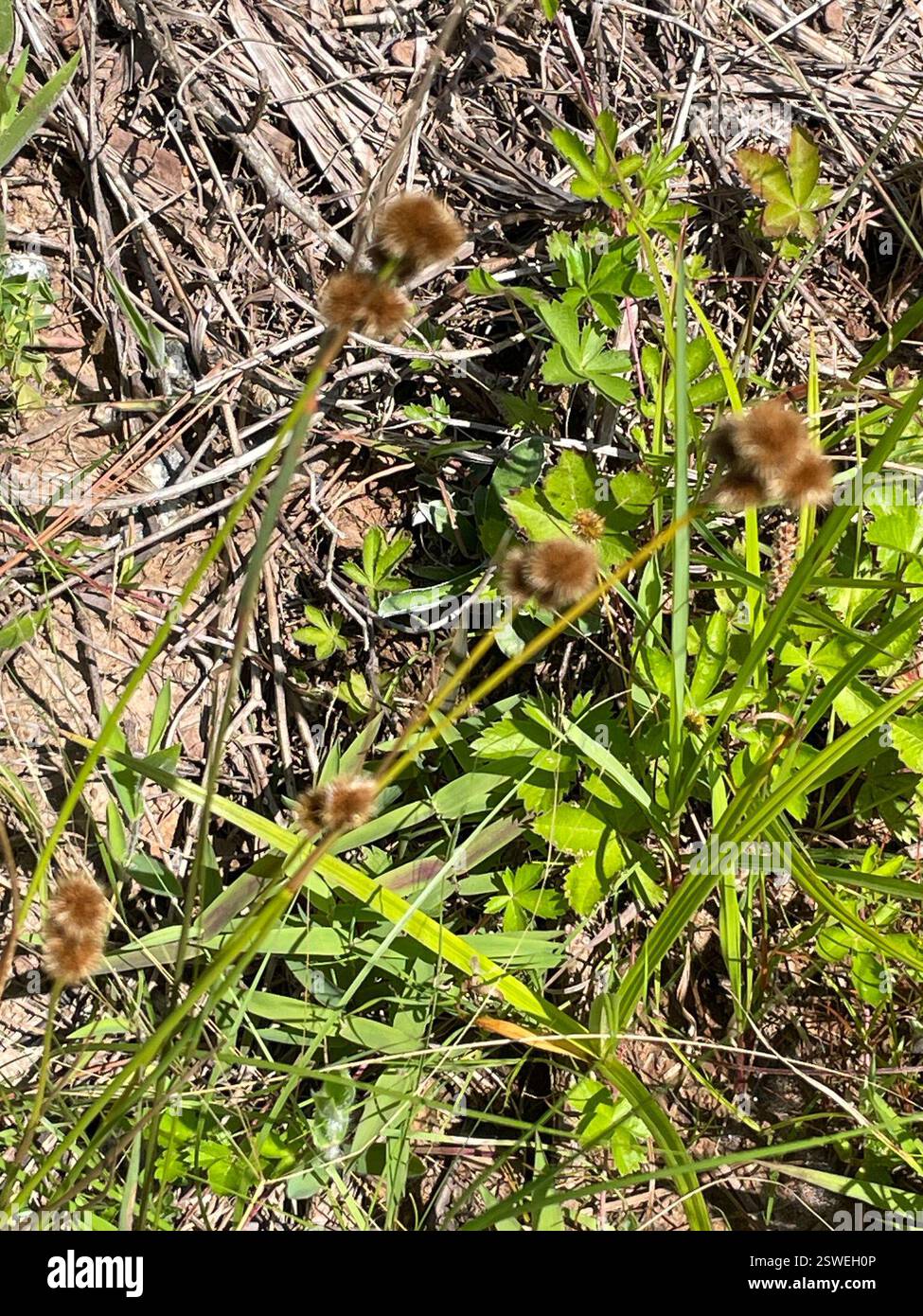 Short-fruit Rush (Juncus brachycarpus), Plantae, North Carolina, US ...