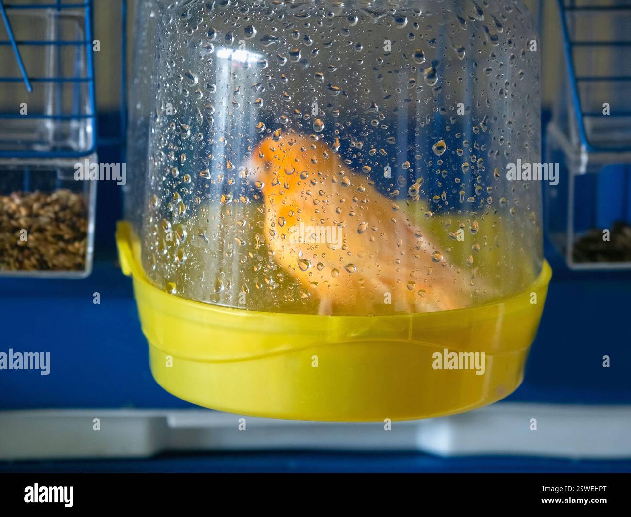 Blurry view. Bird bath. Orange canary washes in a bird bath in its cage ...