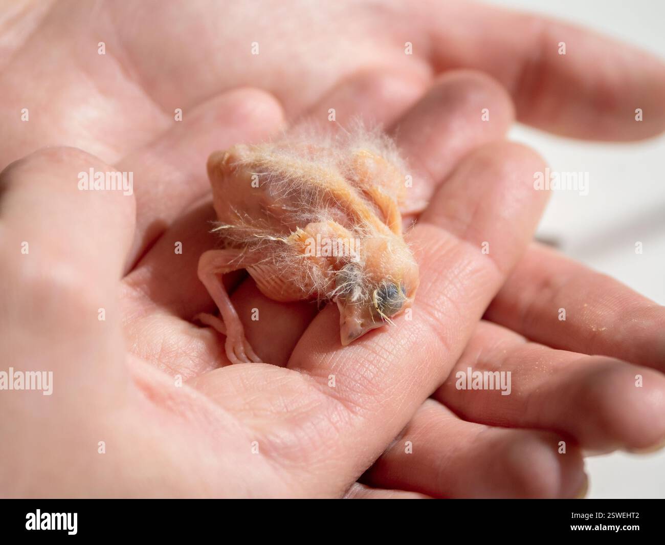 Close-up of newly hatched canary chick on a human palm will be warmed ...