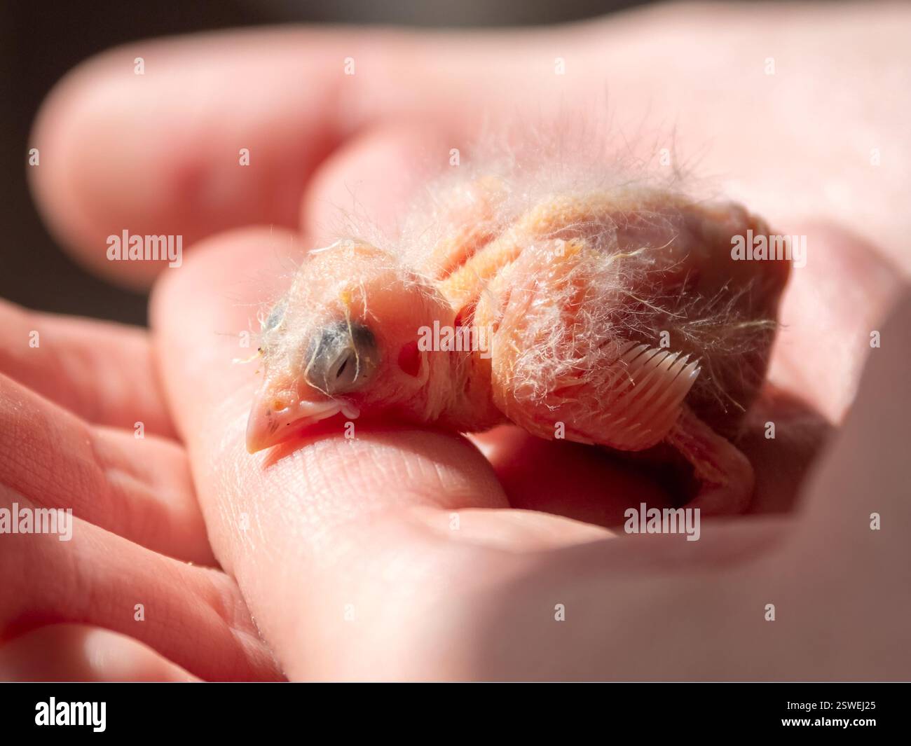 Close-up of newly hatched canary chick on a human palm will be warmed ...