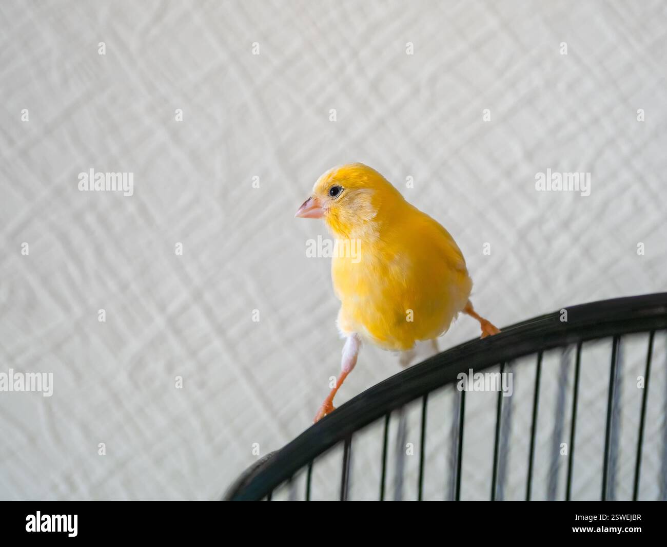 Curious yellow canary looks straight sitting on a cage on a light ...