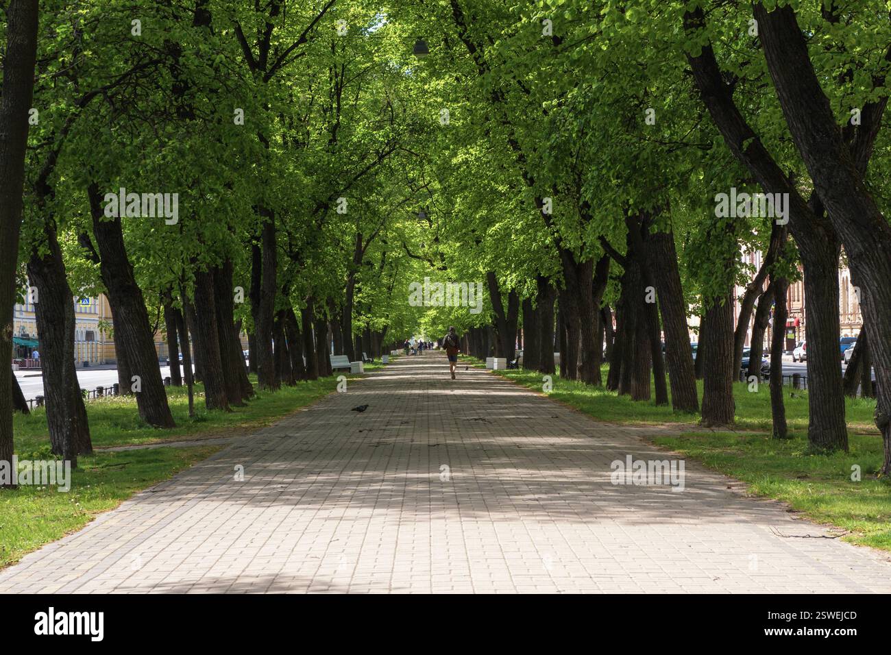 Wide shady pedestrian street in the city in summer. St. Petersburg ...