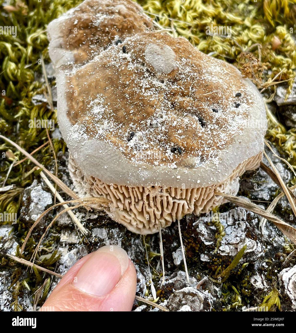 Oak mazegill (Fomitopsis quercina), Fungi, Carmel, CA, US, Fungi that ...