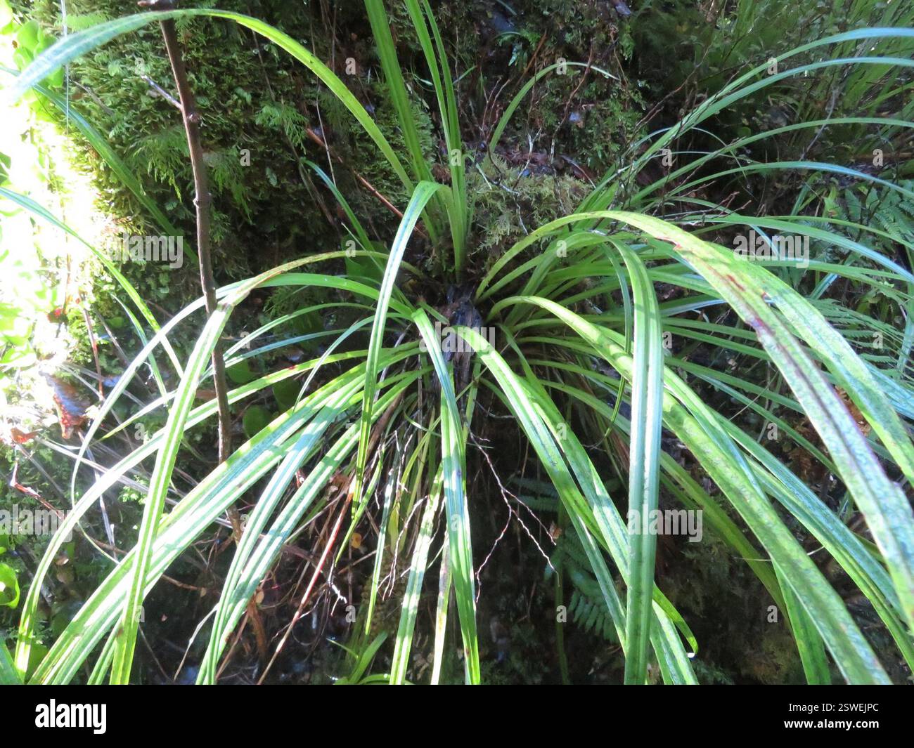 (Astelia solandri), Plantae, Carterton 5791, New Zealand Stock Photo ...
