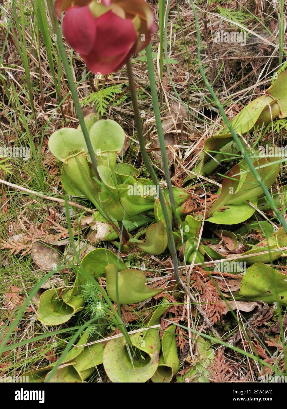 purple pitcher plant (Sarracenia purpurea), Plantae, McDonalds Corners ...