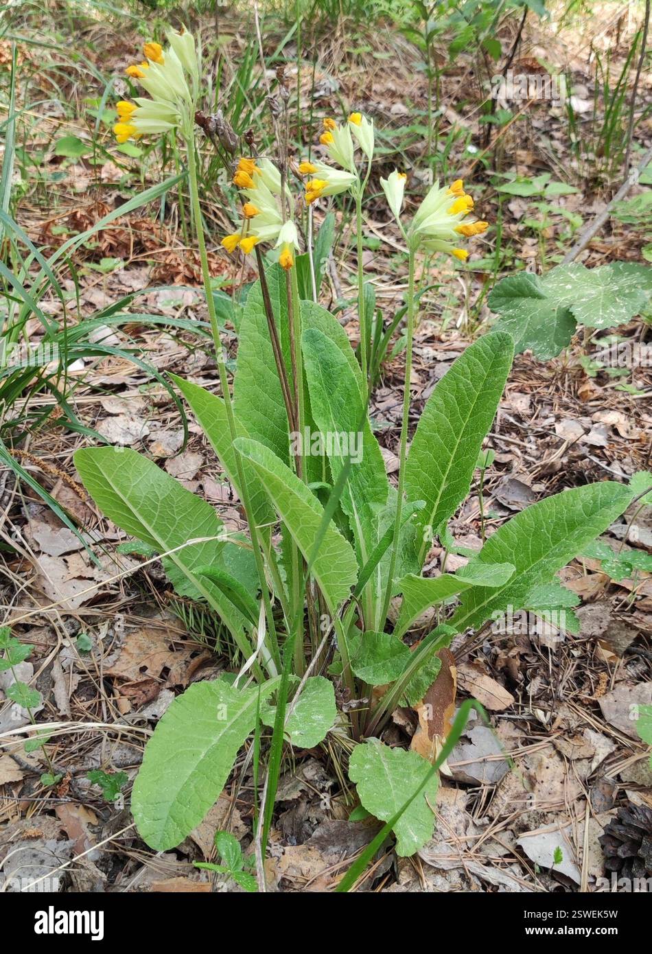 (Primula veris macrocalyx), Plantae, Челябинская обл., Россия, 456813 ...