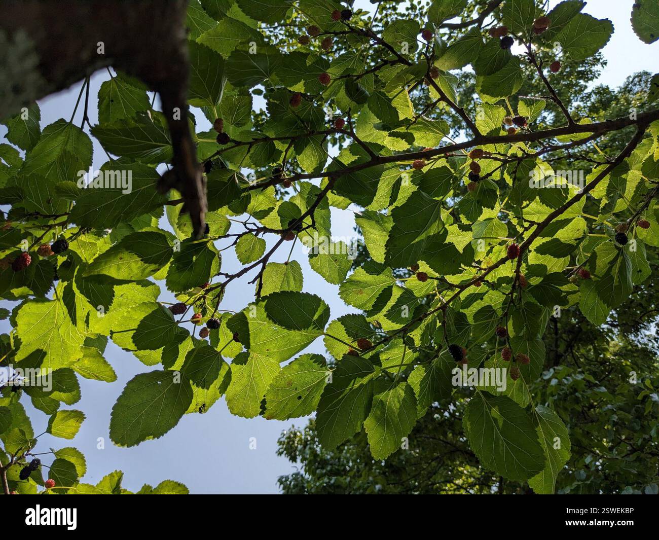 black mulberry (Morus nigra), Plantae, Paeonian Springs, VA 20129, USA ...