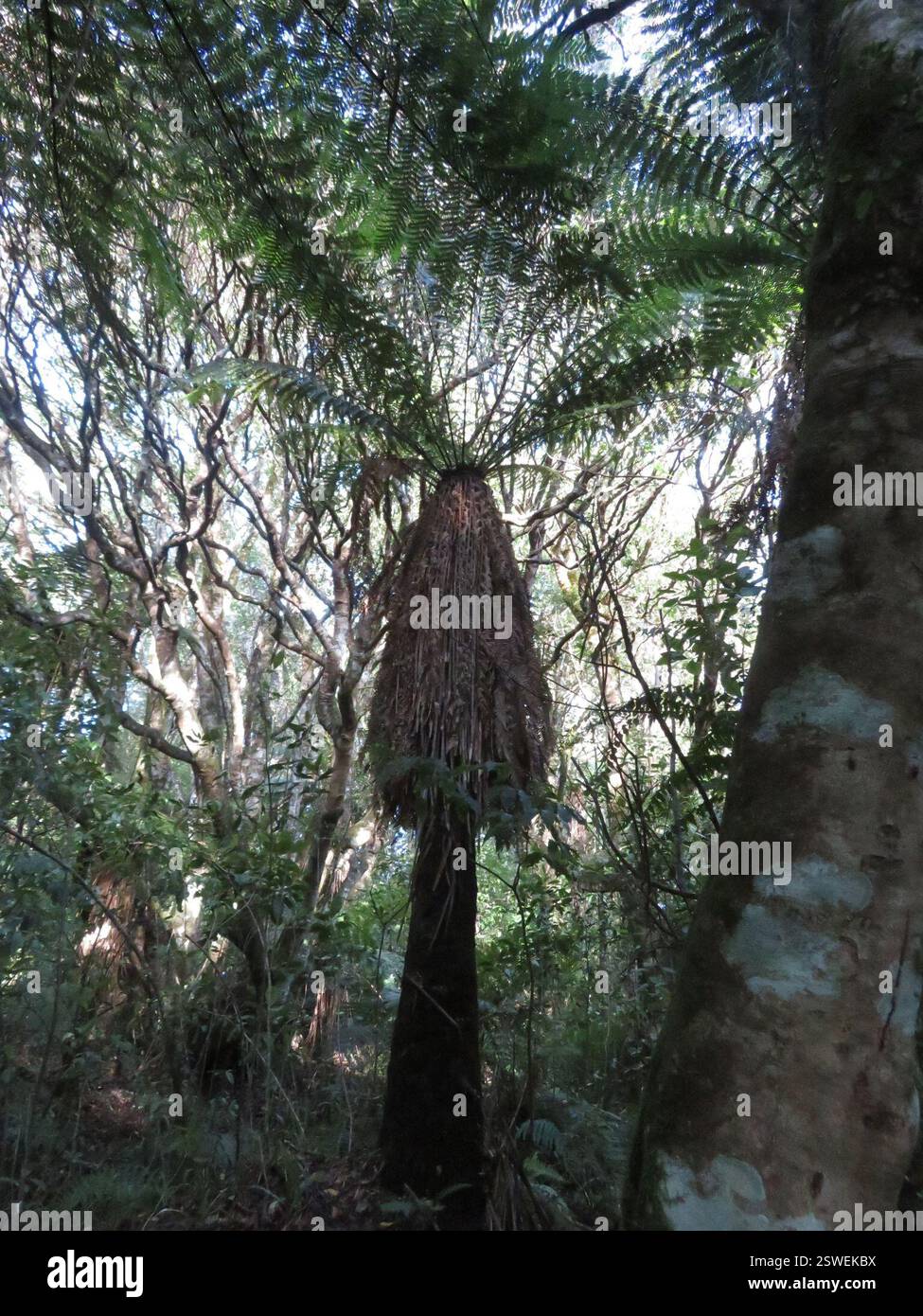 golden tree fern (Dicksonia fibrosa), Plantae, Lake Rotopounamu Stock ...