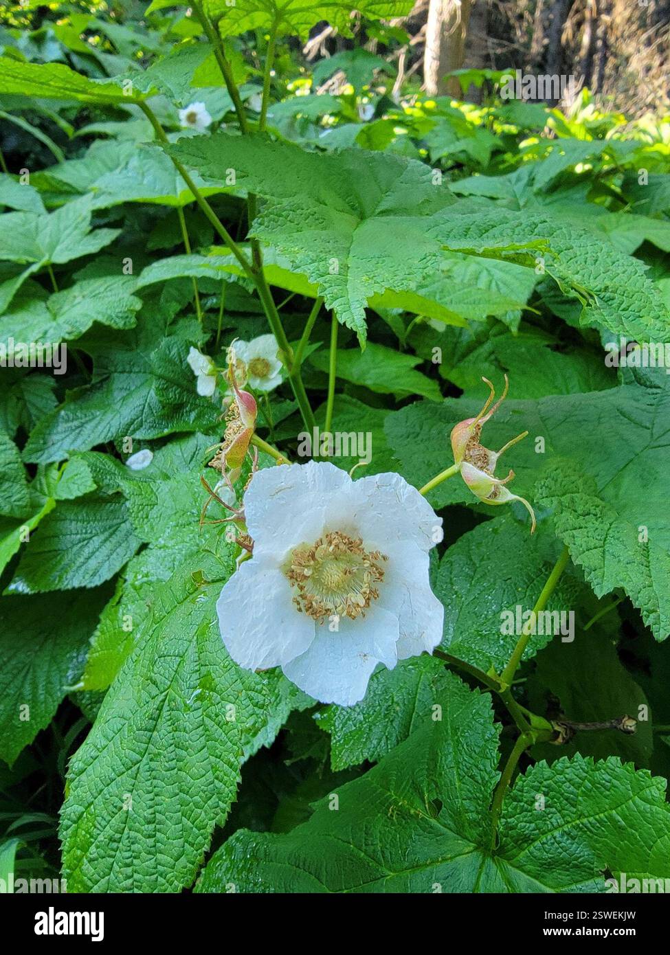 thimbleberry (Rubus parviflorus), Plantae, Browning, MT 59417, USA ...
