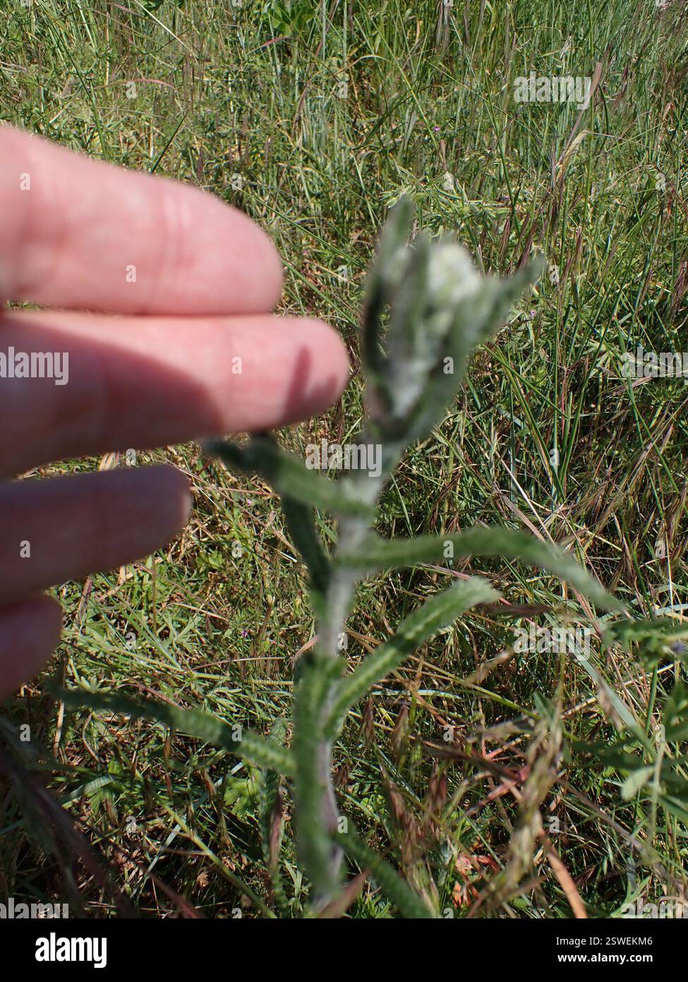 common yarrow (Achillea millefolium), Plantae, Hampshire, UK, Land East ...