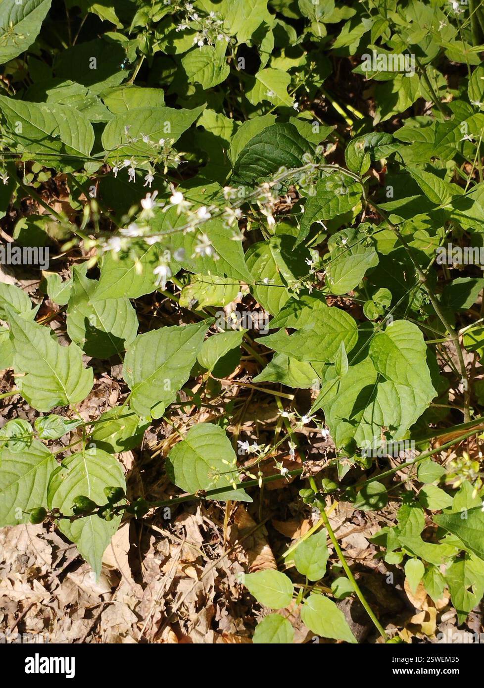 enchanter's nightshades (Circaea), Plantae, Southampton SO30 3XH, UK ...