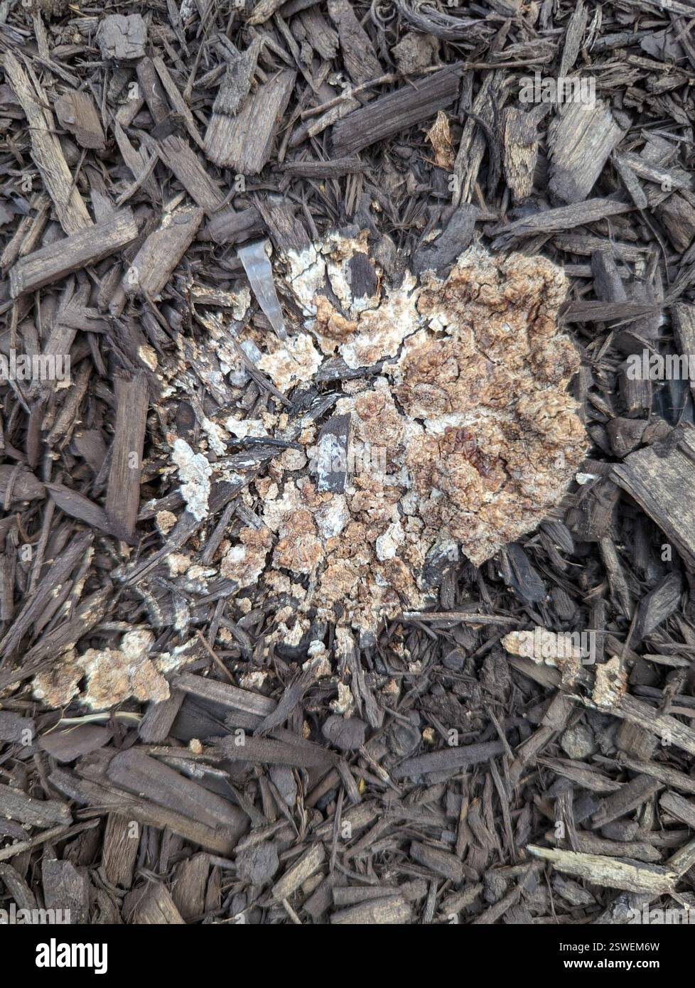 (Physaraceae), Protozoa, Ithaca, NY, Ithaca, NY 14850, USA Stock Photo ...