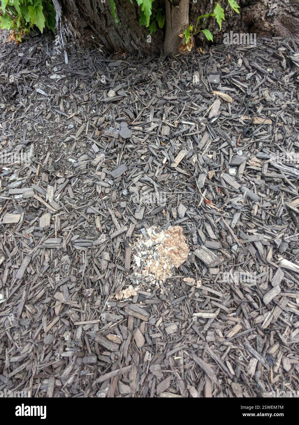 (Physaraceae), Protozoa, Ithaca, NY, Ithaca, NY 14850, USA Stock Photo ...