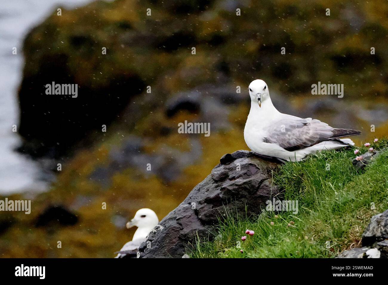 Northern Fulmar (Fulmarus glacialis), Aves, Flatey, Iceland Stock Photo ...