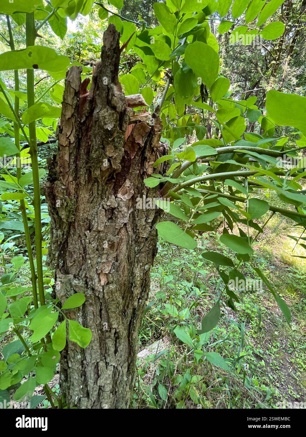 black locust (Robinia pseudoacacia), Plantae, Cedarcreek Ln, Lexington ...