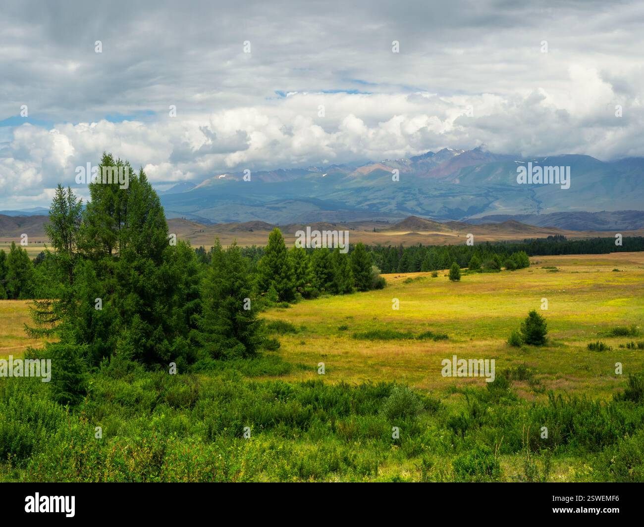 Atmospheric green forest landscape. Minimalist panoramic scenery with ...